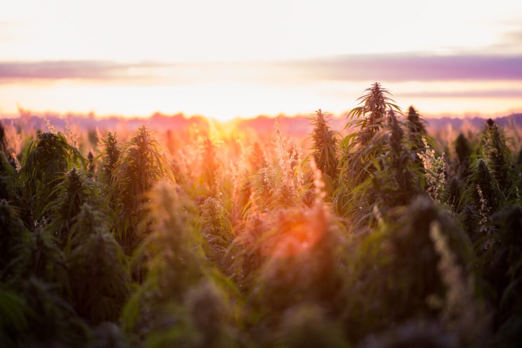 Home page - Queensland Hemp Association